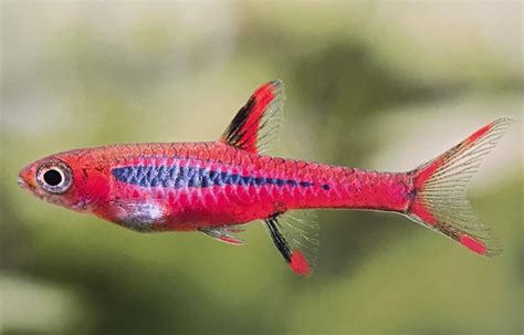 Rasbora Brigittae 1 5 2 Cm Shrimpmania