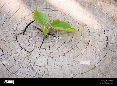 Texture Of Tree Stump For Background Stock Photo Alamy
