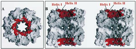 Molecular Surface Representation Of The Substrate Binding Sites In