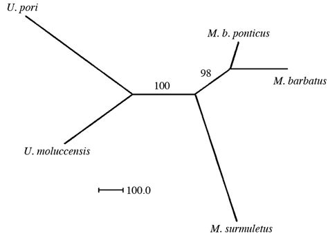 neighbour joining tree based on squared euclidean distances scale