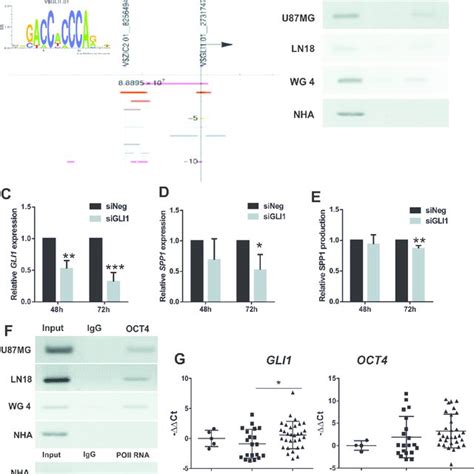 The Cd44 Binding Domain Of Spp1 Is Critical For Sphere Formation A