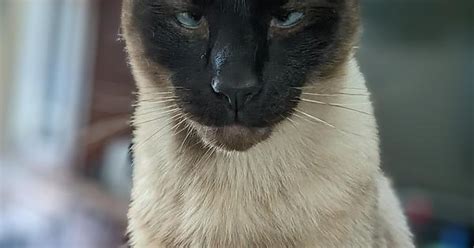 My Cat Is Plotting Against Me Send Help Album On Imgur