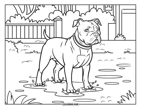 100 Dibujos De Pitbull Para Colorear Para Niños Y Adultos Gratis