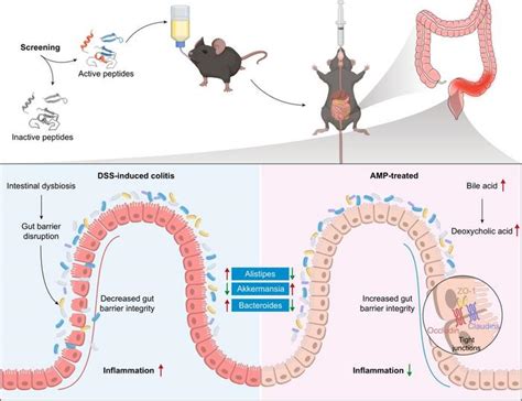 Amps Can Ameliorate Dss Induced Colitis Through Modulation Of The Gut