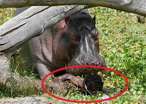 【閲覧注意】カバに襲われた直後の人間の体。絶対に五体満足ではいられない・・・（画像あり） ポッカキットポッカキット