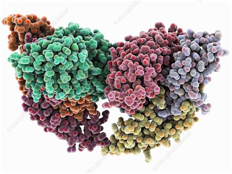Follicle Stimulating Hormone Complex Stock Image C0150944 Science Photo Library