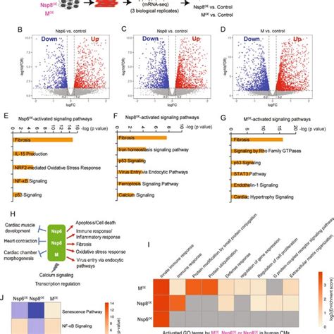 Whole Mrna Seq Reveals The Global Impacts Of Sars Cov 2 Viral Genes On Download Scientific