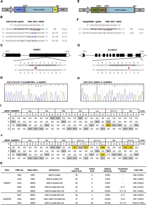 Targeted Base Editing In Rice Plants Using Cas9 Ng Fused Nucleoside Download Scientific Diagram
