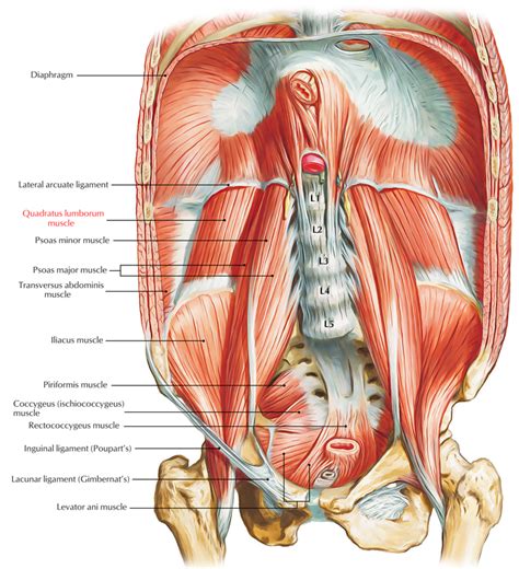 Origine Et Insertion Du Quadratus Lumborum