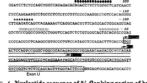 Figure 1 From Molecular Cloning And Chromosomal Localization Of A Human
