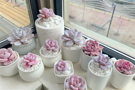 Foto 6 Jenis Sukulen Dengan Warna Menarik