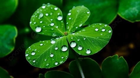 바닥에 물방울이 있는 네 잎 클로버 네잎 클로버와 물방울 고화질 사진 사진 배경 일러스트 및 사진 무료 다운로드 Pngtree