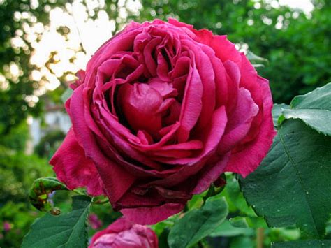 Prosper Laugier Rose Biblio