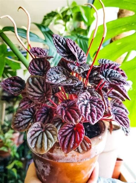 Peperomia Plant How To Grow And Care For This Tropical Houseplant