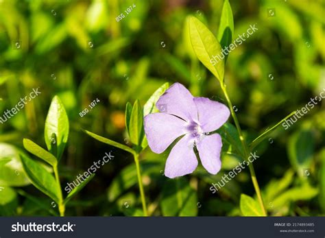 Periwinkle Varieties Images Stock Photos Vectors Shutterstock