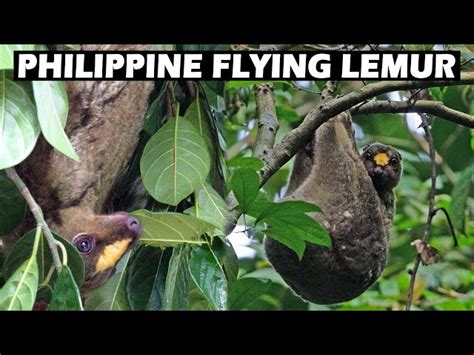 Philippine Flying Lemur A Flying Lemur That Cant Fly And Isnt A