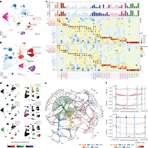 Scenic Reveals Regulatory Lexicon Conservation Across Mammalian