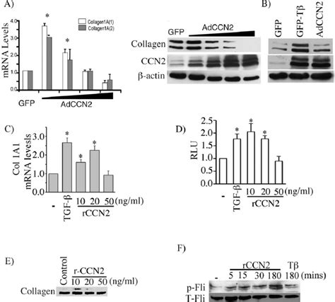 Ccn2 Induced Up Regulation Of Collagen Gene Expression Is Dose