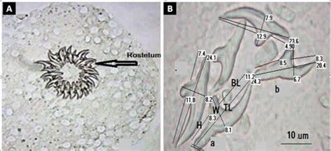 Echinococcus Granulosus Egg Morphology