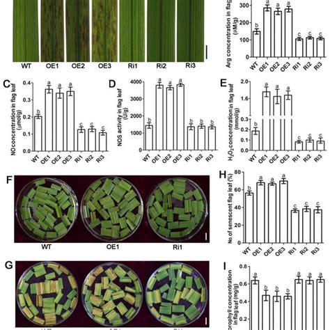 Osaap3 Leads To Lesion Mimic And Leaf Senescence In Rice Flag Leaf