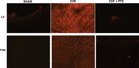 Detection Of Reactive Oxygen Species Ros By Dihydroethidium Dhe Download Scientific Diagram