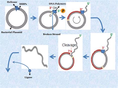 Bidirectional And Rolling Circular Dna Replication Pptx Chemistry