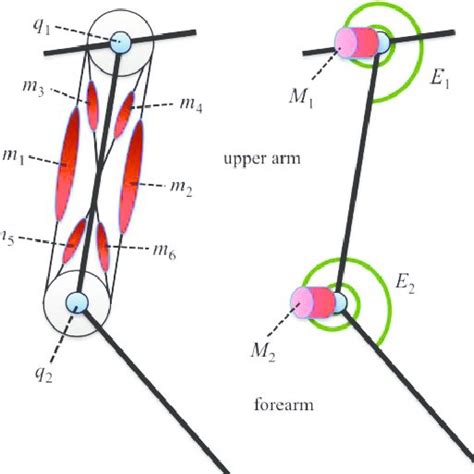 Left Simplified Two Dof Model Of The Upper Limb With Six Muscles Download Scientific Diagram