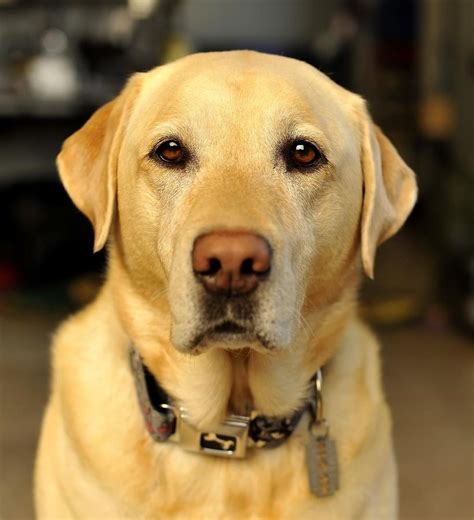 Golden Labrador Information