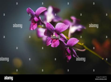 Garden Orchid Or Anggrek Stock Photo Alamy