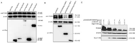 Prrsv Nsp11 Could Inhibit Pcsk9 Expression A And B Prrsv Download Scientific Diagram