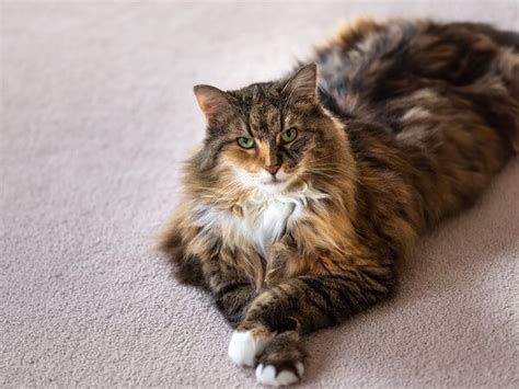 Calico Maine Coon Complete Guide Vocal Cats