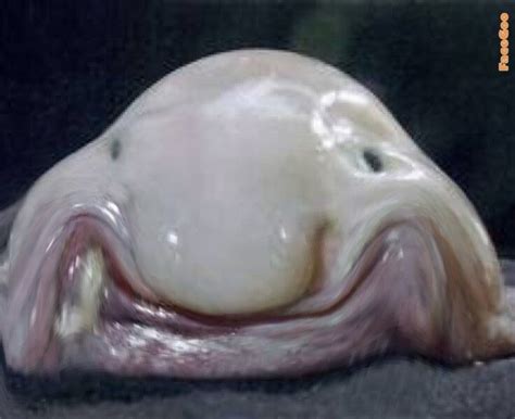 Blobby Da Blobfish On Twitter When I C Sexi Blob Fish Twerkin Dis Wut I L00k Liek BlobOn