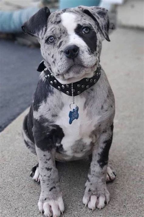 Pitbull Mix 15 Blue Heeler Pitbull Mix Ideas To Save Today Blue