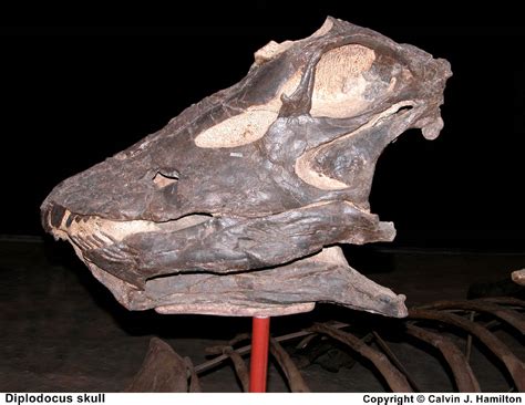 Изображение Diplodocus Skull  Вымершие животные вики Fandom