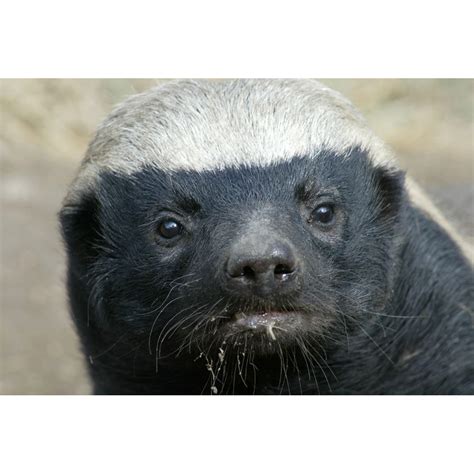 Медоеды Mellivora Lifecatalog