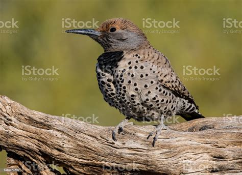 그는 금박을 입힌 깜박임 은 대형 딱따구리입니다 Mearns의 금박을 입힌 깜박임 인 Colaptes Chrysoides Mearnsi는 캘리포니아 남동부에서 애리조나 및