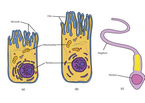 22 The Cell Membrane Medicine Libretexts