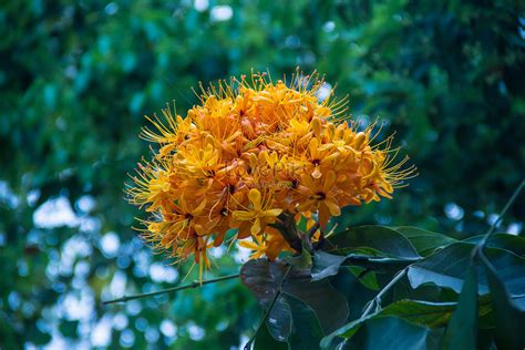 Chinese Worry Free Flower Images Hd Pictures For Free Vectors Download