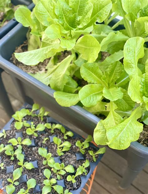What Seeds To Plant Now In Brisbane — Salisbury Grange