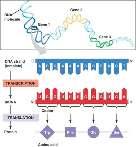 Process Of Synthesizing A Protein Diagram How Are Rna And Dn