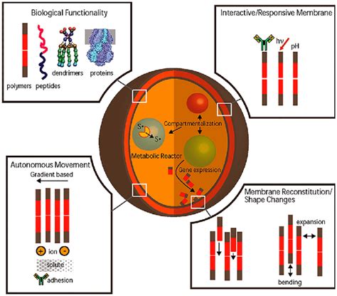 Protocell Designed To Mimic A Biological Cell Download Scientific Diagram