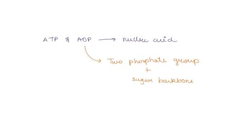 Solved Which Type Of Macromolecule Protein Carb Nucleic Acid