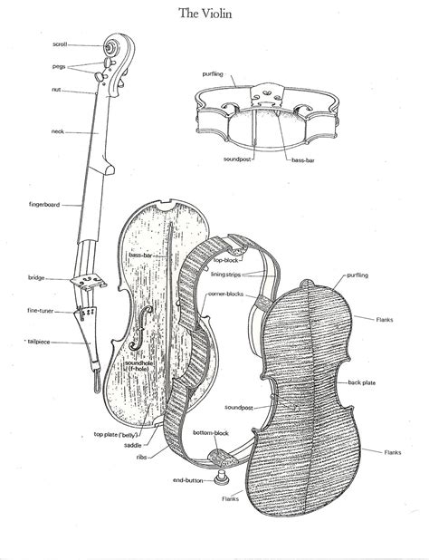 Parts Of A Violin Claire Givens Violins Inc