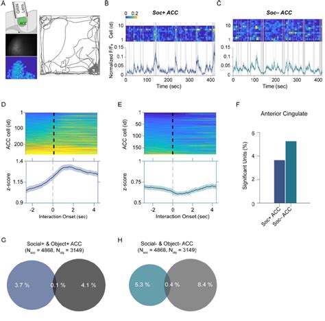 Acc Neuron Activity Patterns During Social Behavior A Illustration