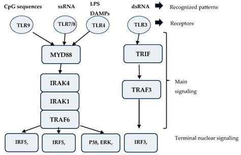 Schematic Representation Of Toll Like Receptor Tlr Pathways The
