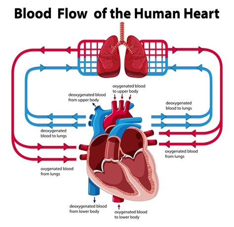 Blood Flow Through Heart Diagram Practice Blood Heart Flow C