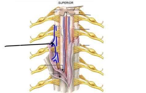 BIOL Chapter Spinal Cord And Spinal Nerves Flashcards Quizlet
