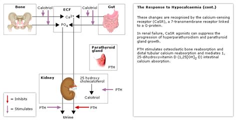 Calcium Homeostasis Regulating Hormones Rcemlearning India