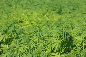 Difference Between Hemp And Jute Difference Between Hemp Vs Jute