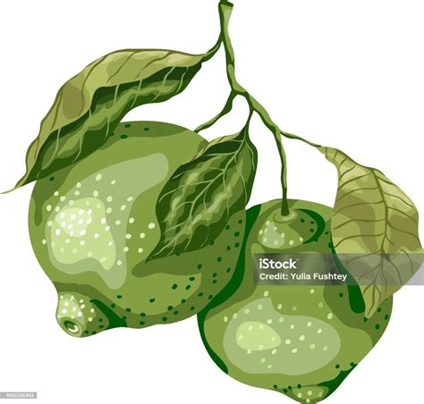 분 지에 잎 석 회 과일입니다 라임 라임의 멕시코 유형 종류의 달콤한 종류 그래픽 그리기 Desing 패키지 및 섬유에 대 한 0명에 대한 스톡 벡터 아트 및 기타 이미지